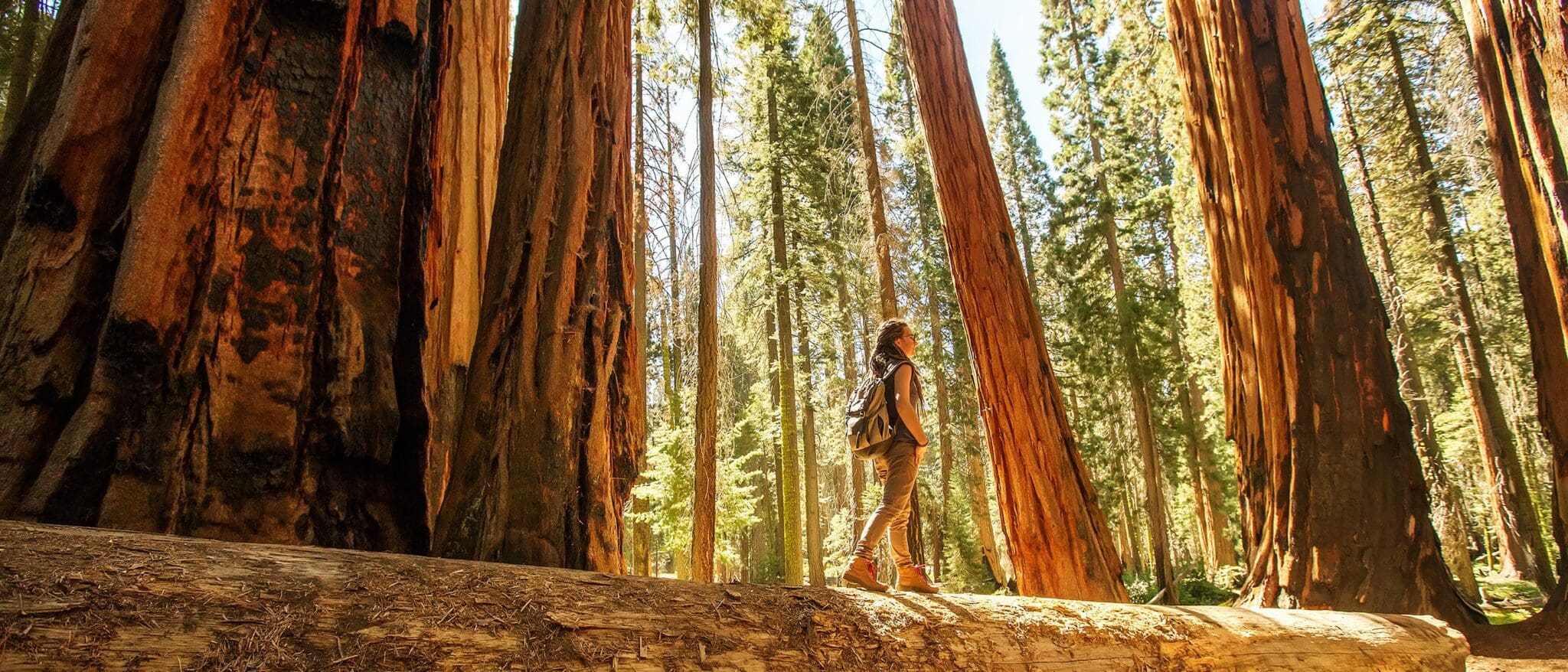 All American Road Trip: Explore the Best of 3 California National Parks ...