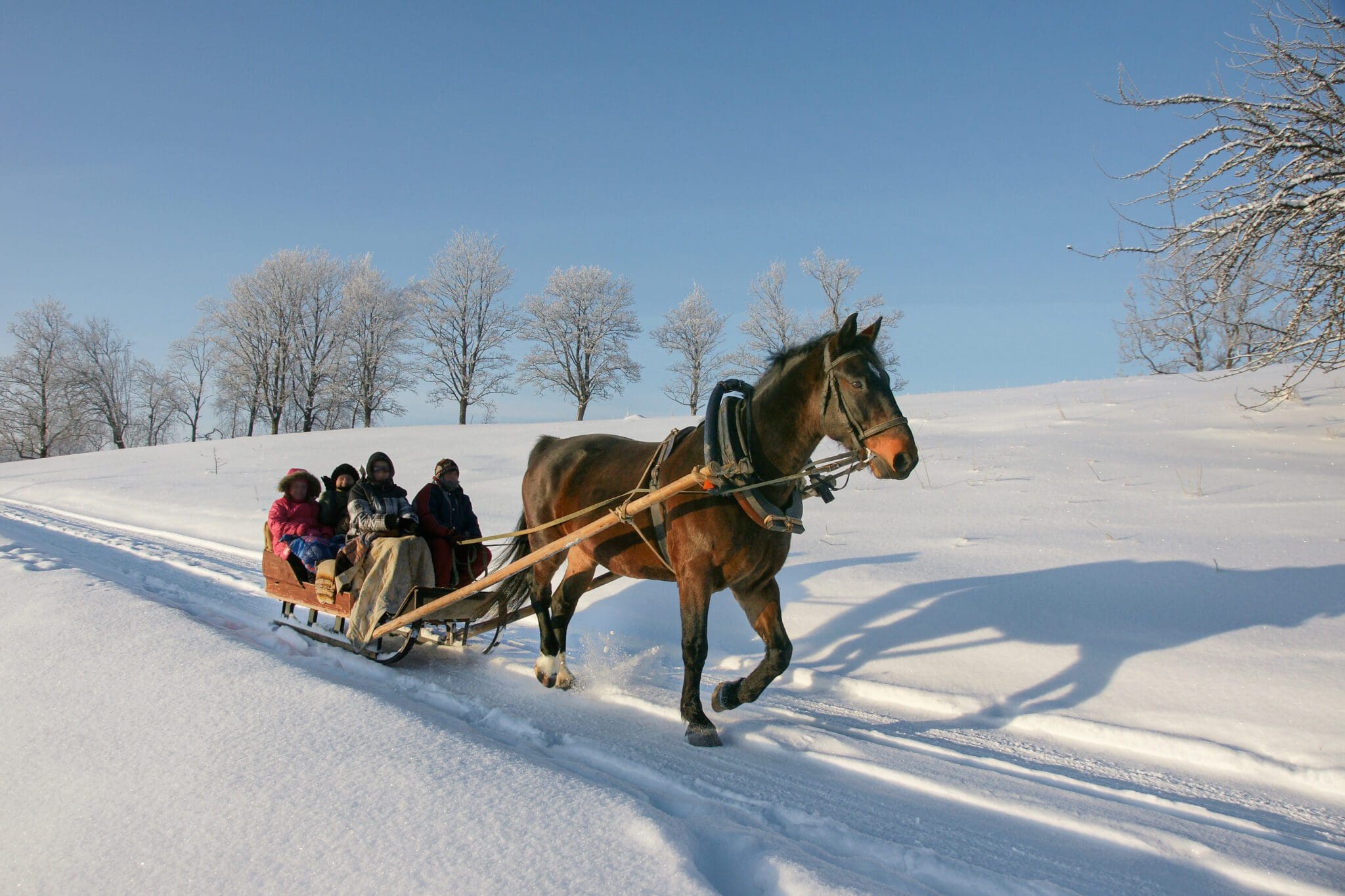 Jingle All the Way: The Best Sleigh Rides in the USA | Places to Travel ...