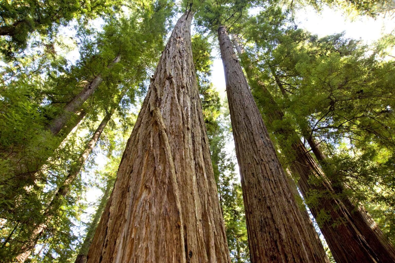 See the Redwood Trees in Mendocino, California by Railbike | Places to ...