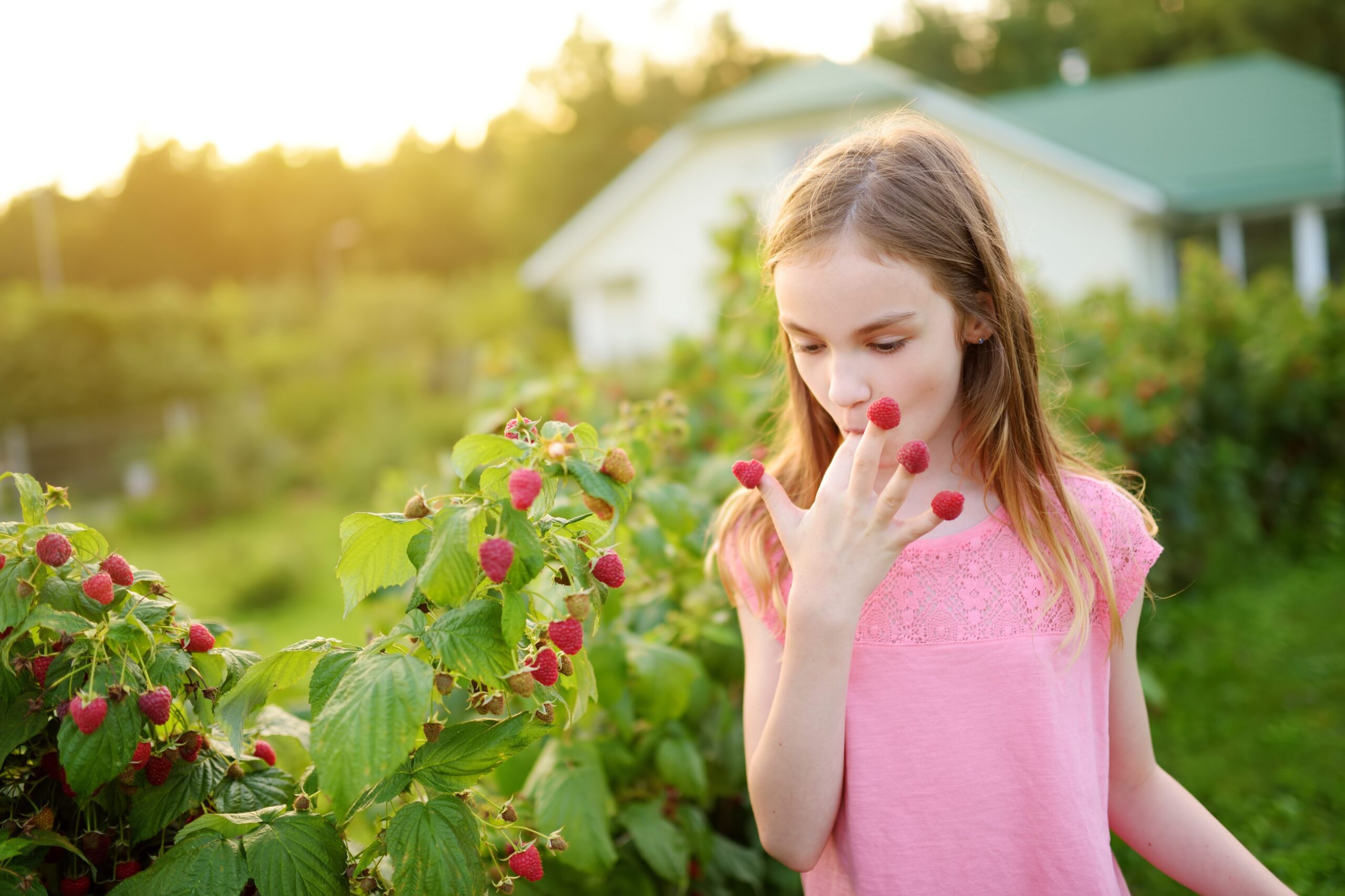 Raspberry Round-Up: The Coziest Farms to Visit This Season | Places to ...
